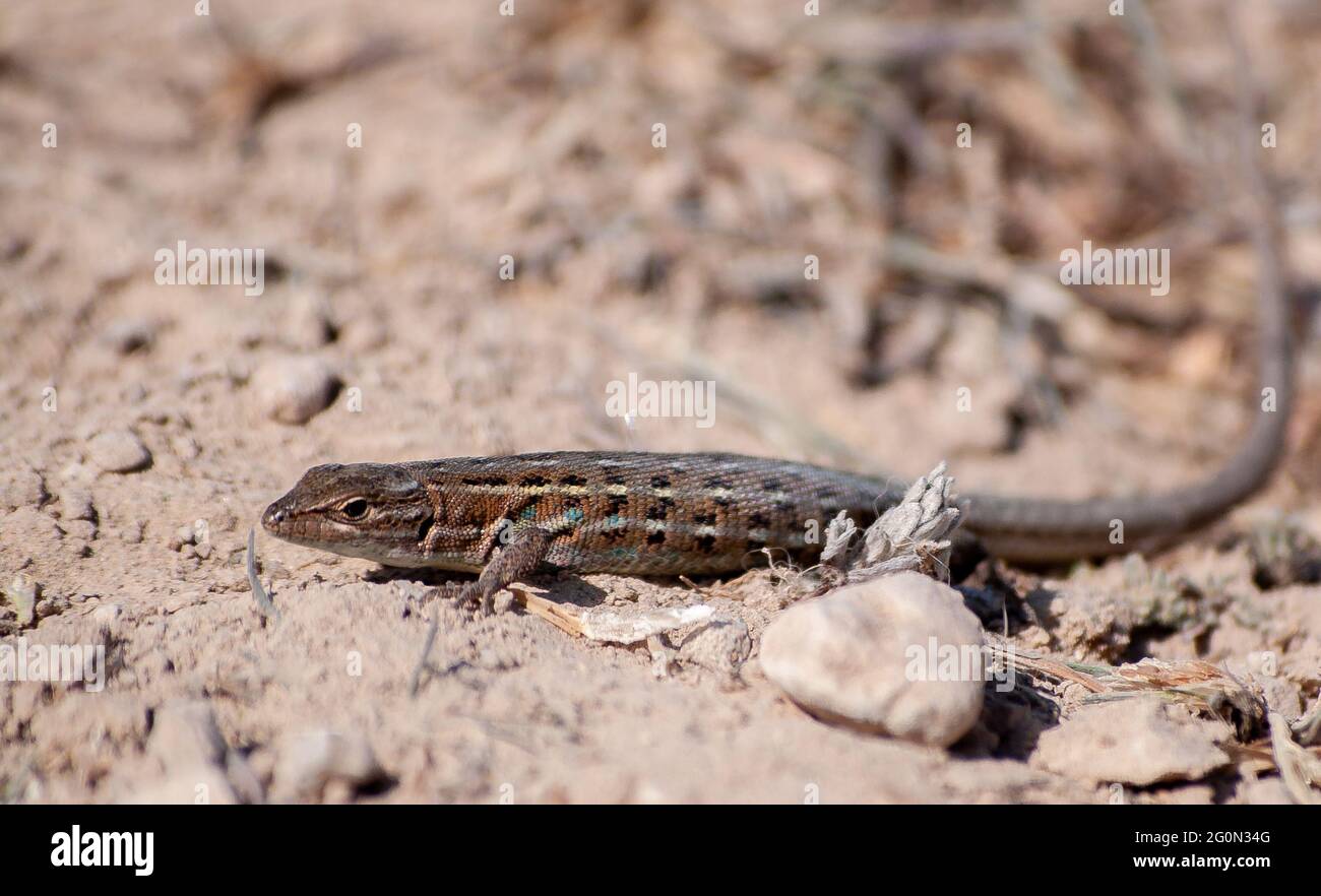 Iberian grass snake hi-res stock photography and images - Alamy