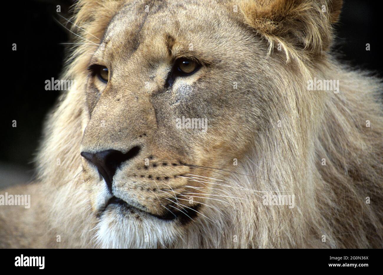 Male Lion face portrait Stock Photo - Alamy