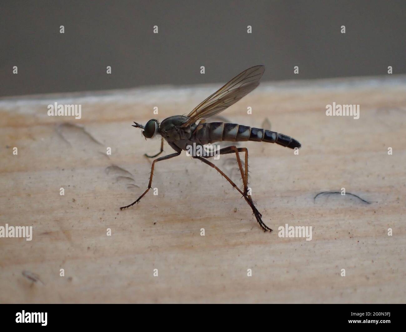 High angle shot of a mosquito on a brown wooden surface Stock Photo - Alamy