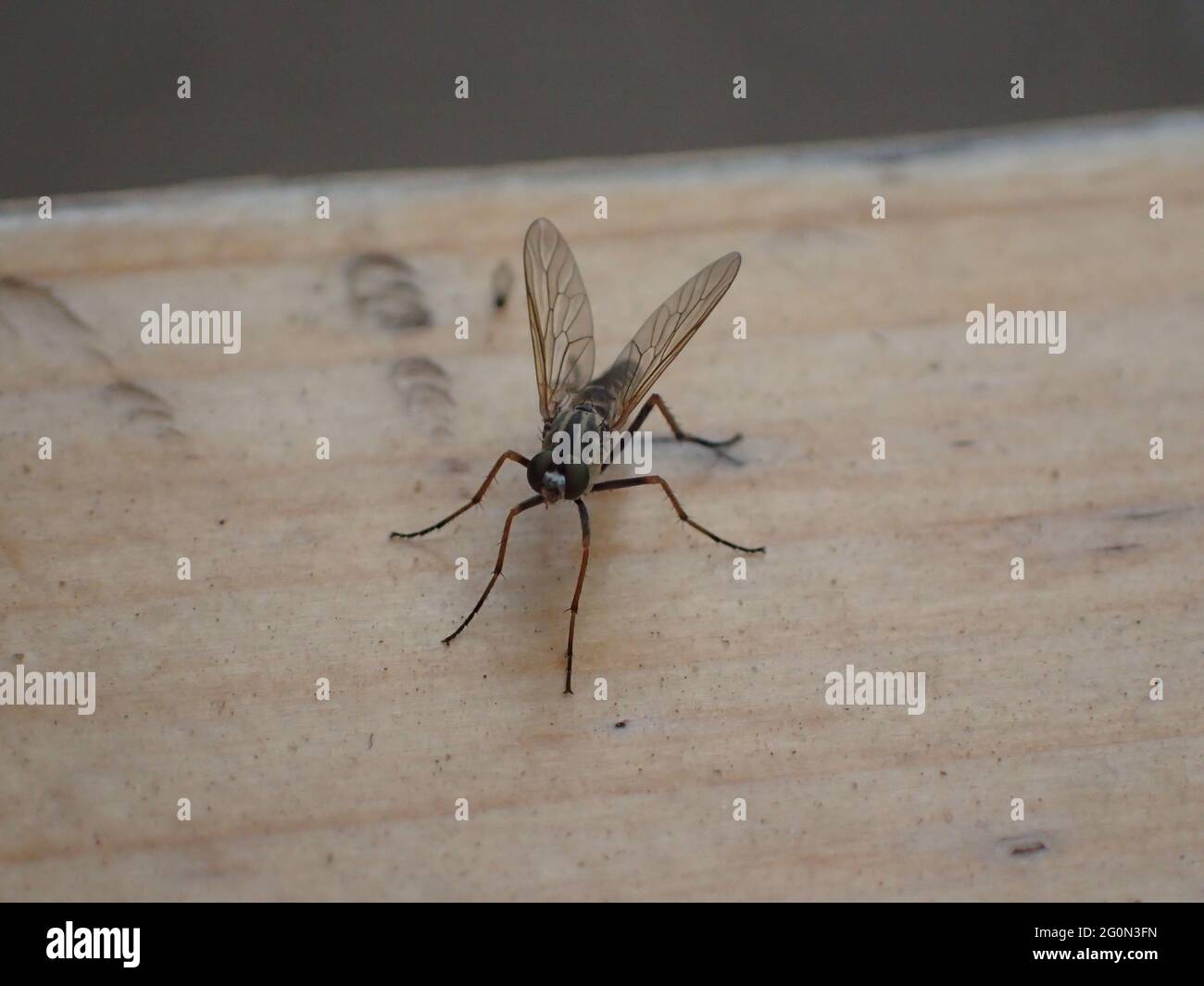 High angle shot of a mosquito on a brown wooden surface Stock Photo - Alamy
