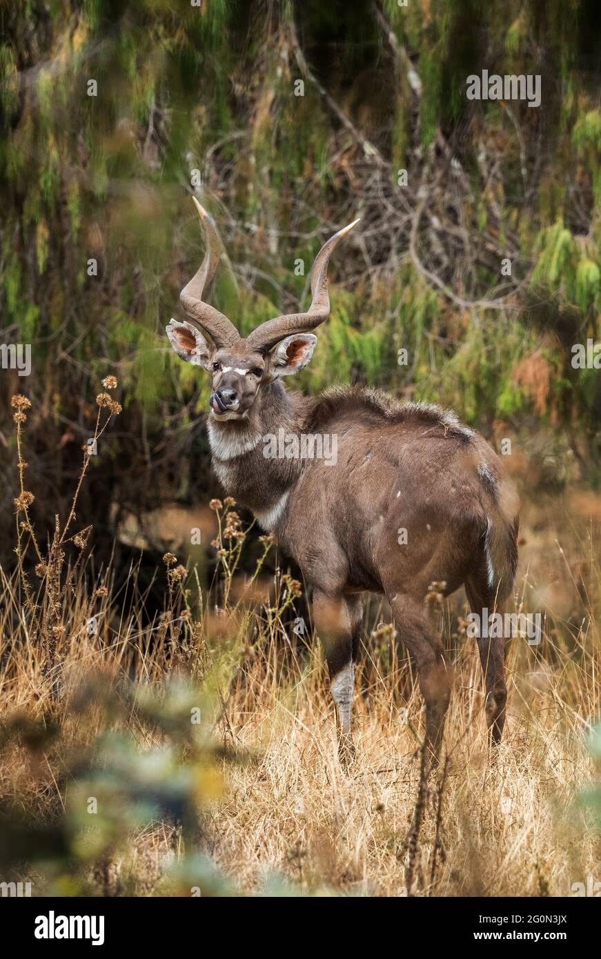 Mountain Nyala - Tragelaphus buxtoni, beautiful large antelope endemic ...