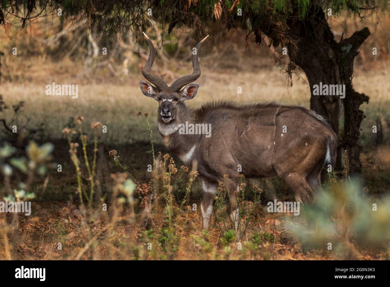 Mountain Nyala - Tragelaphus buxtoni, beautiful large antelope endemic ...