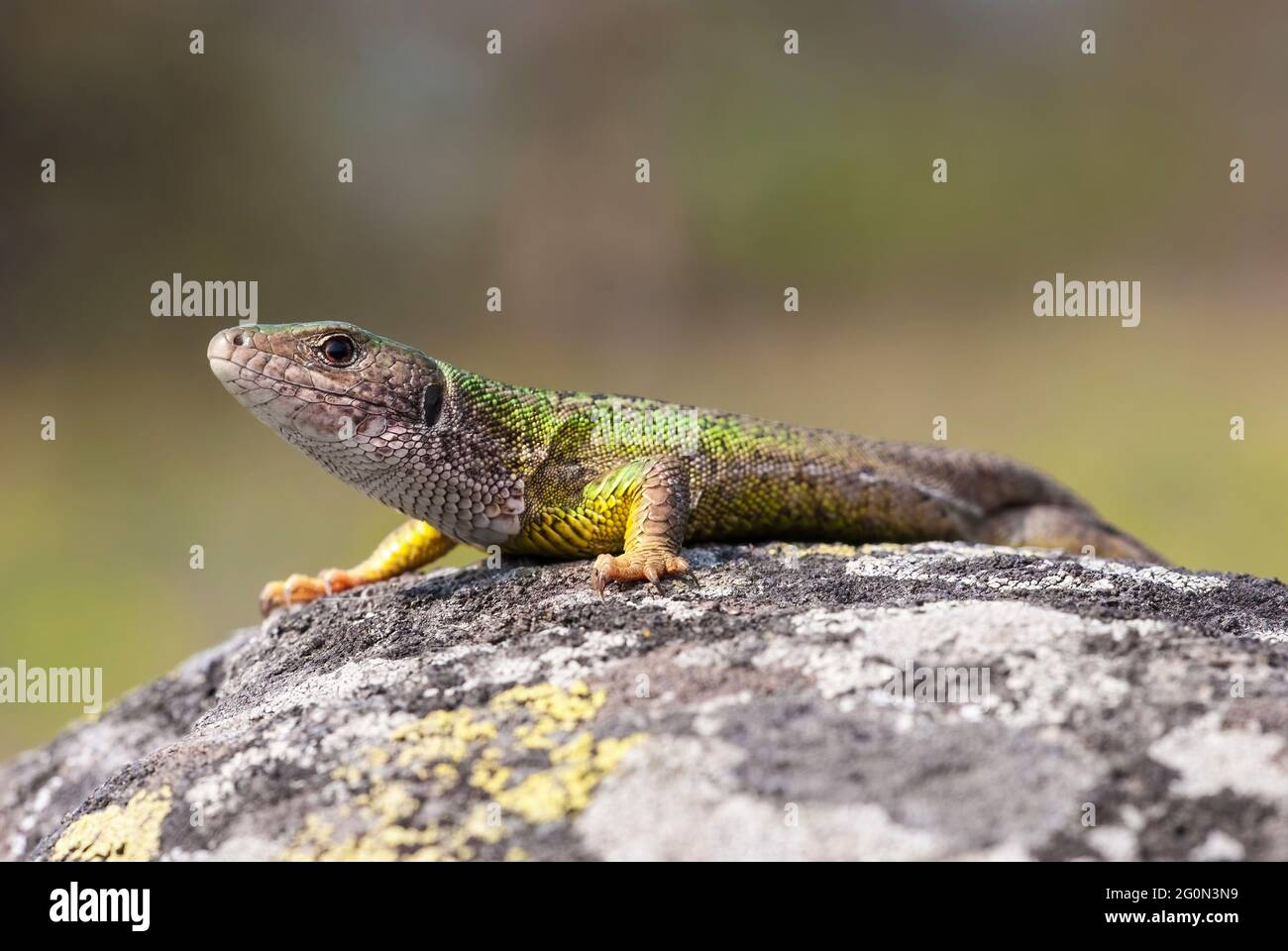 Female of The European green lizard is basking on the sun to accumulate ...