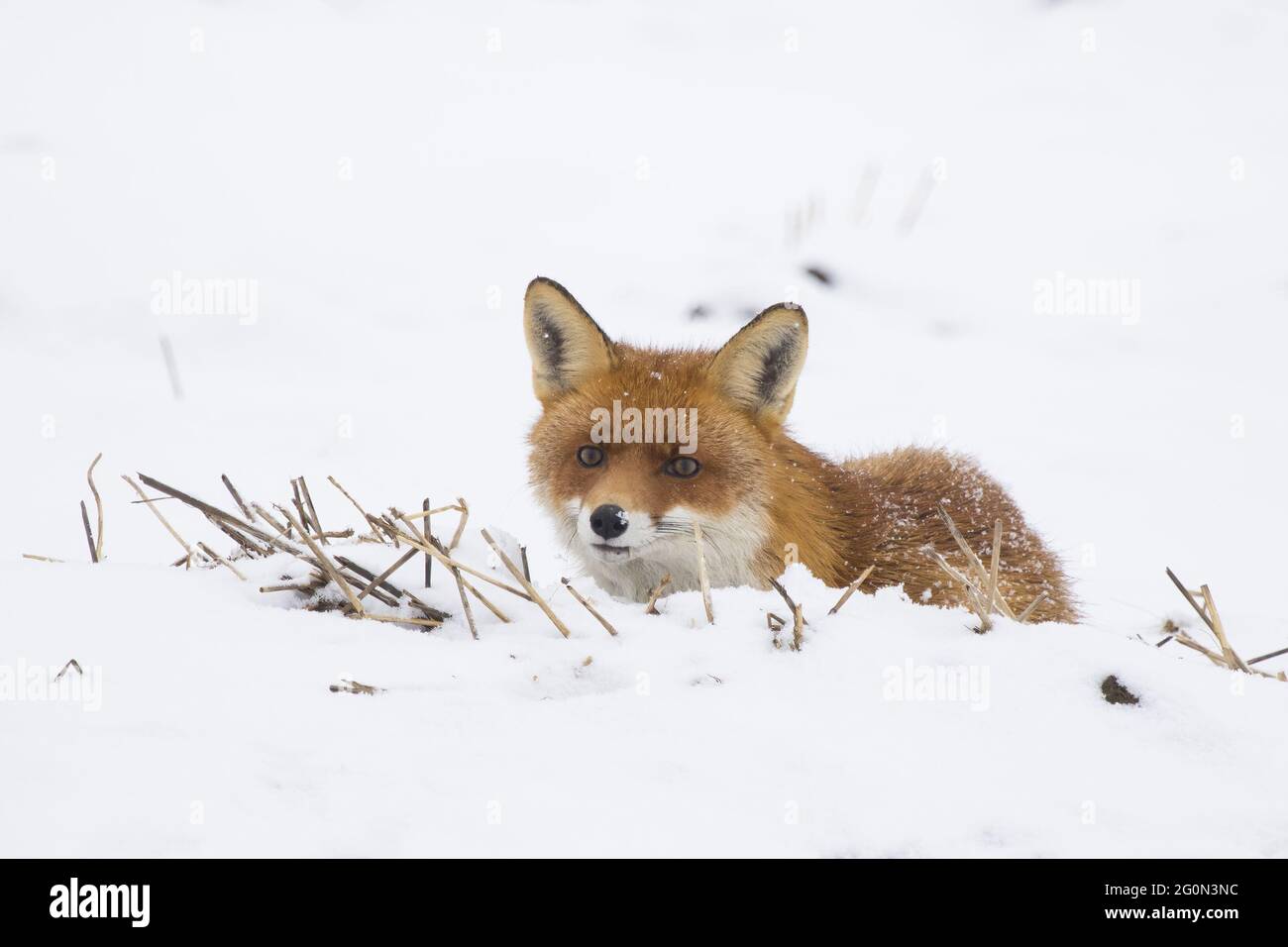 Red fox resting on snow hi-res stock photography and images - Alamy