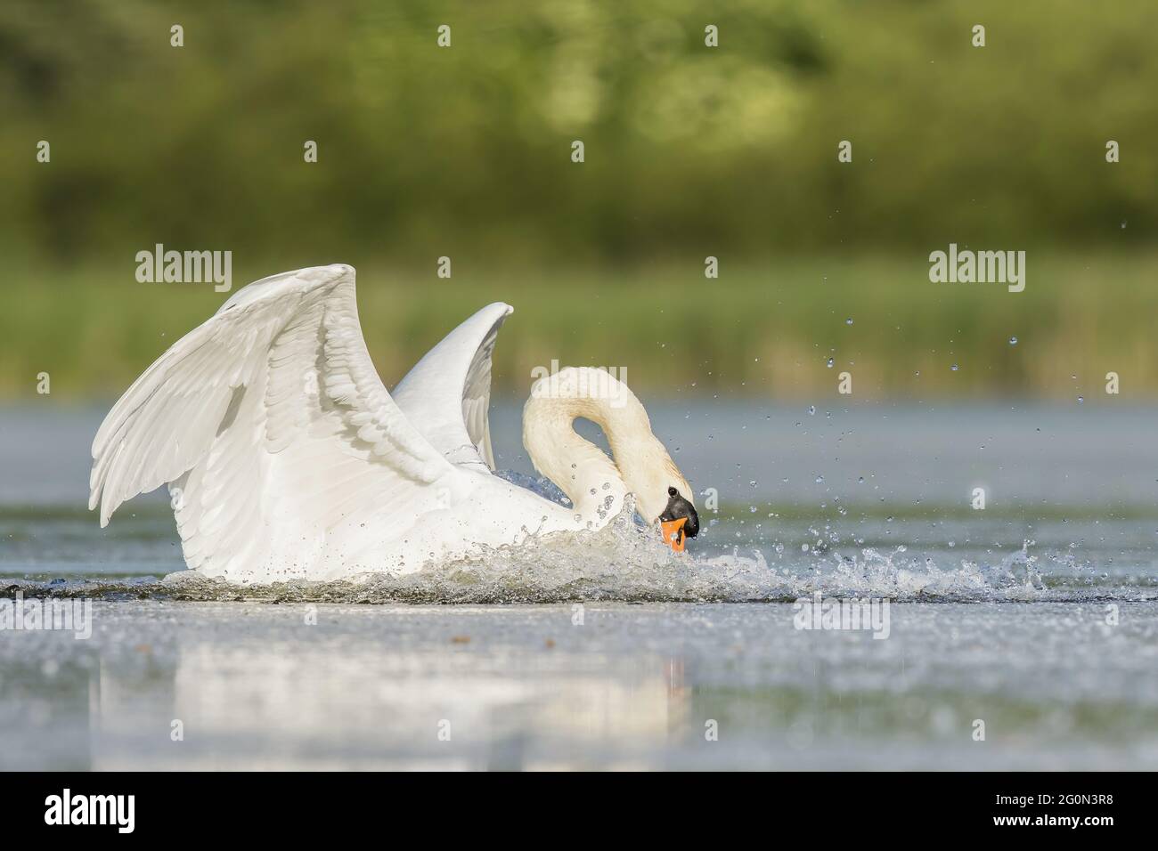 Mute swan landing on water and slashing droplets with wings in summer ...