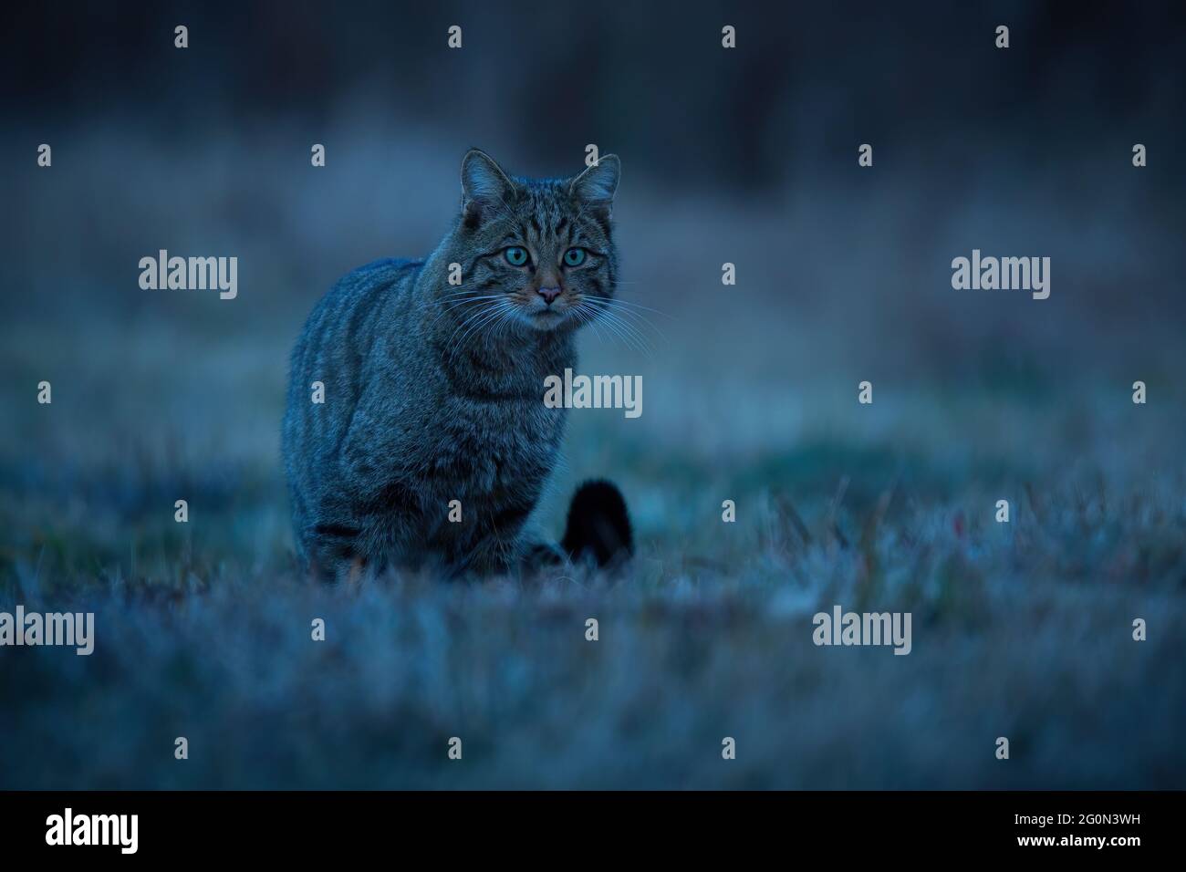 European wildcat sitting on grassland at night from front Stock Photo ...
