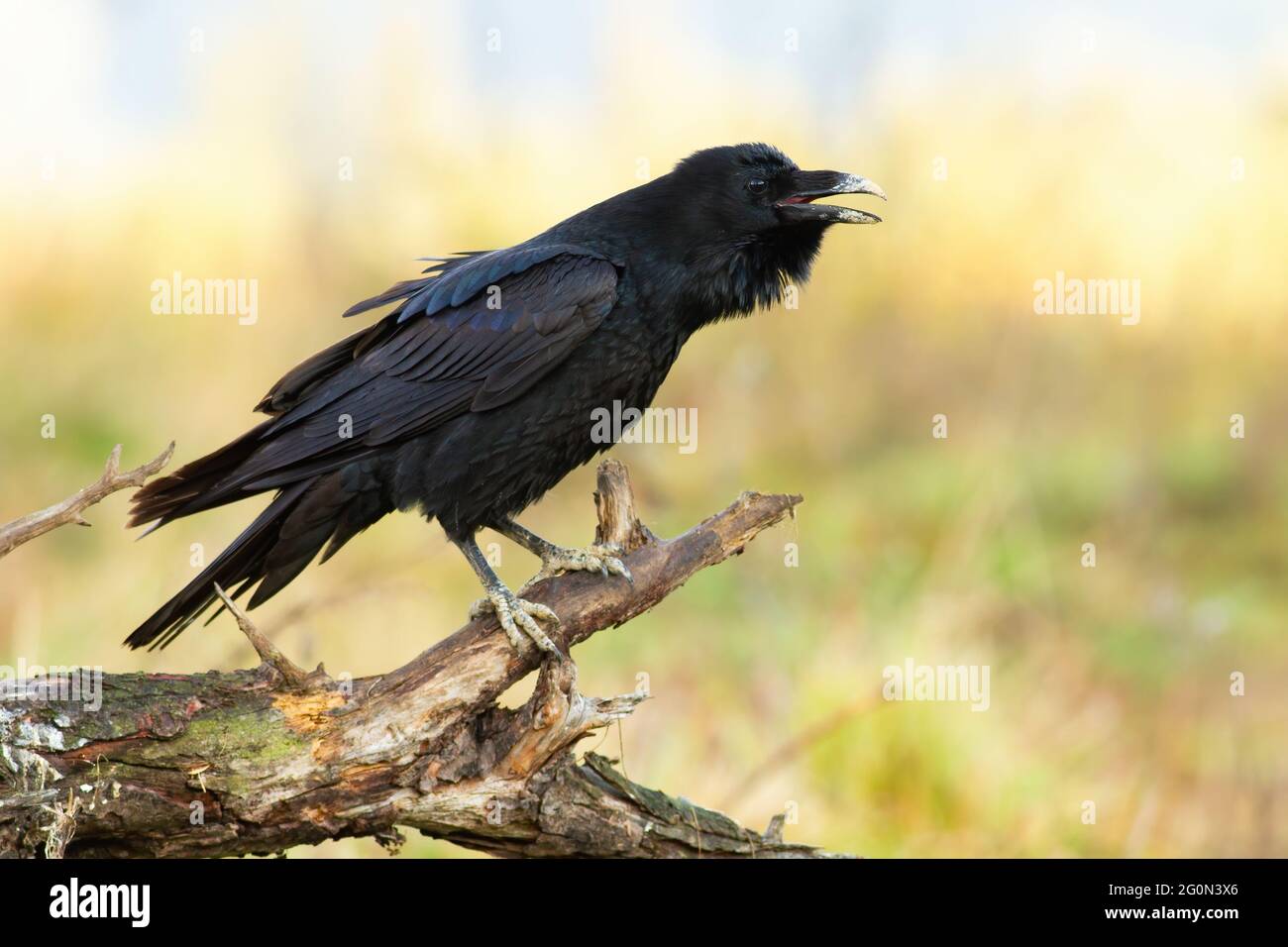 Raven corvus corax calling side hi-res stock photography and images - Alamy