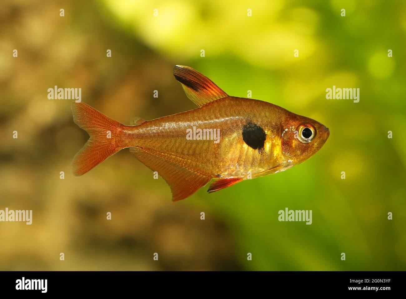 Serpae Tetra Aquarium Fish Hyphessobrycon eques jewel tetra Stock Photo ...