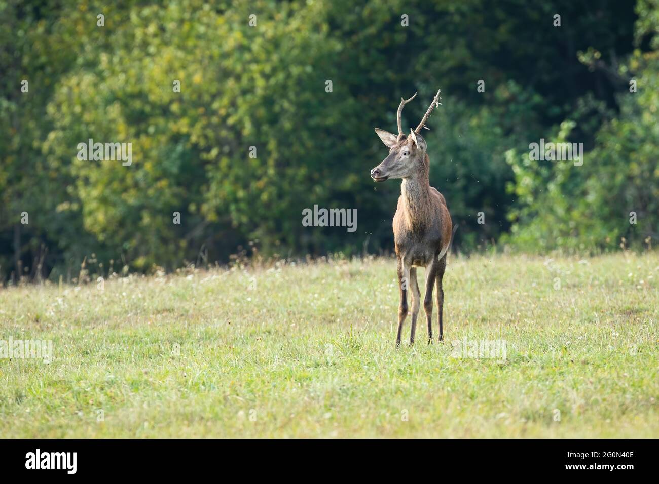 Positive warm coloured photo of smiling red deer on sunlit meadow in ...