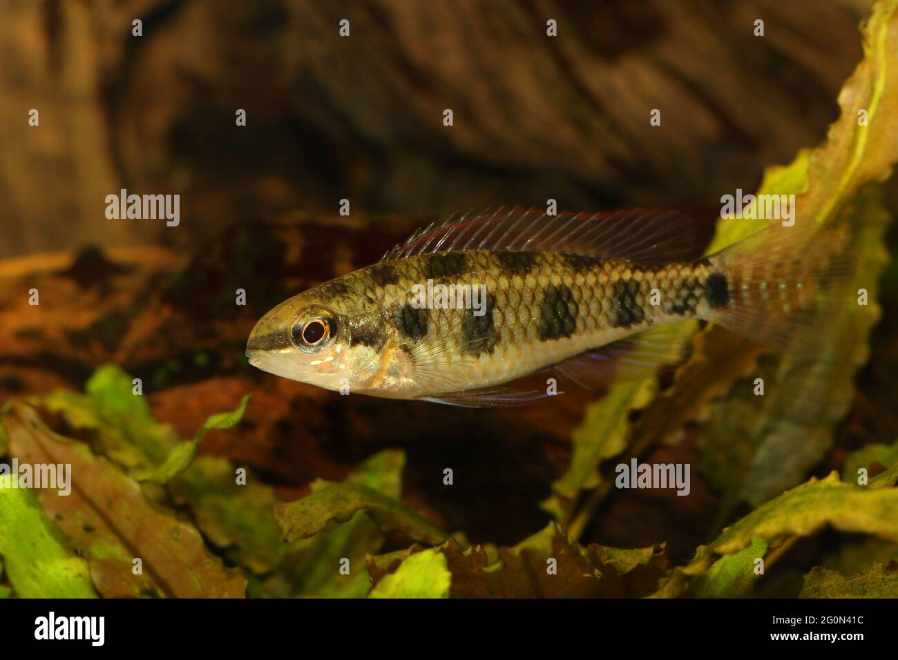 Checkerboard Cichlid Dicrossus maculatus aquarium fish dwarf cichlid ...