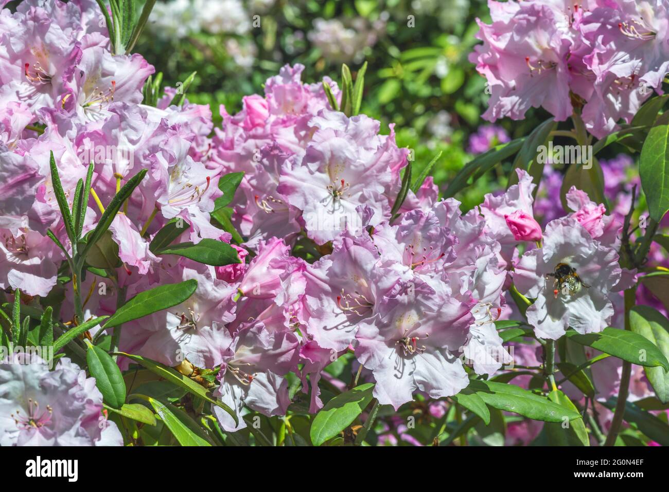 Blooming azalea. Beautiful background and unique texture Stock Photo ...