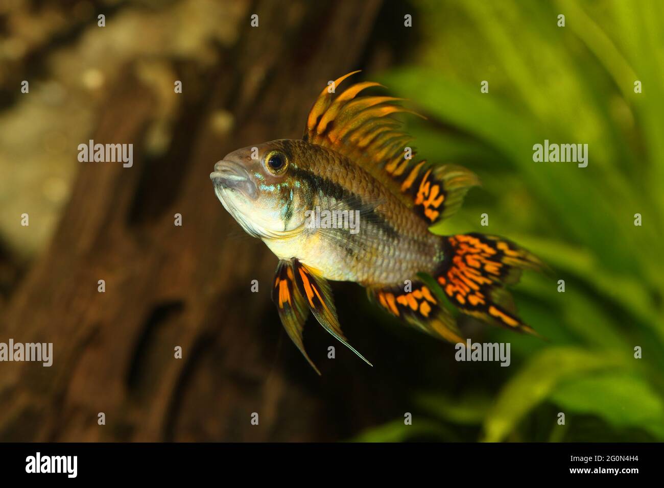 Aquarium fish Cockatoo Dwarf Cichlid Apistogramma cacatuoides tropical ...