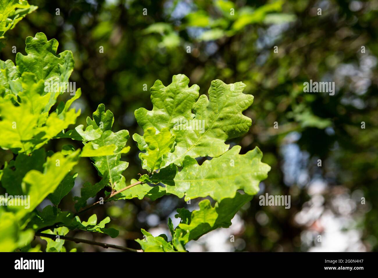 Oak tree with dappled sunlight hi-res stock photography and images - Alamy