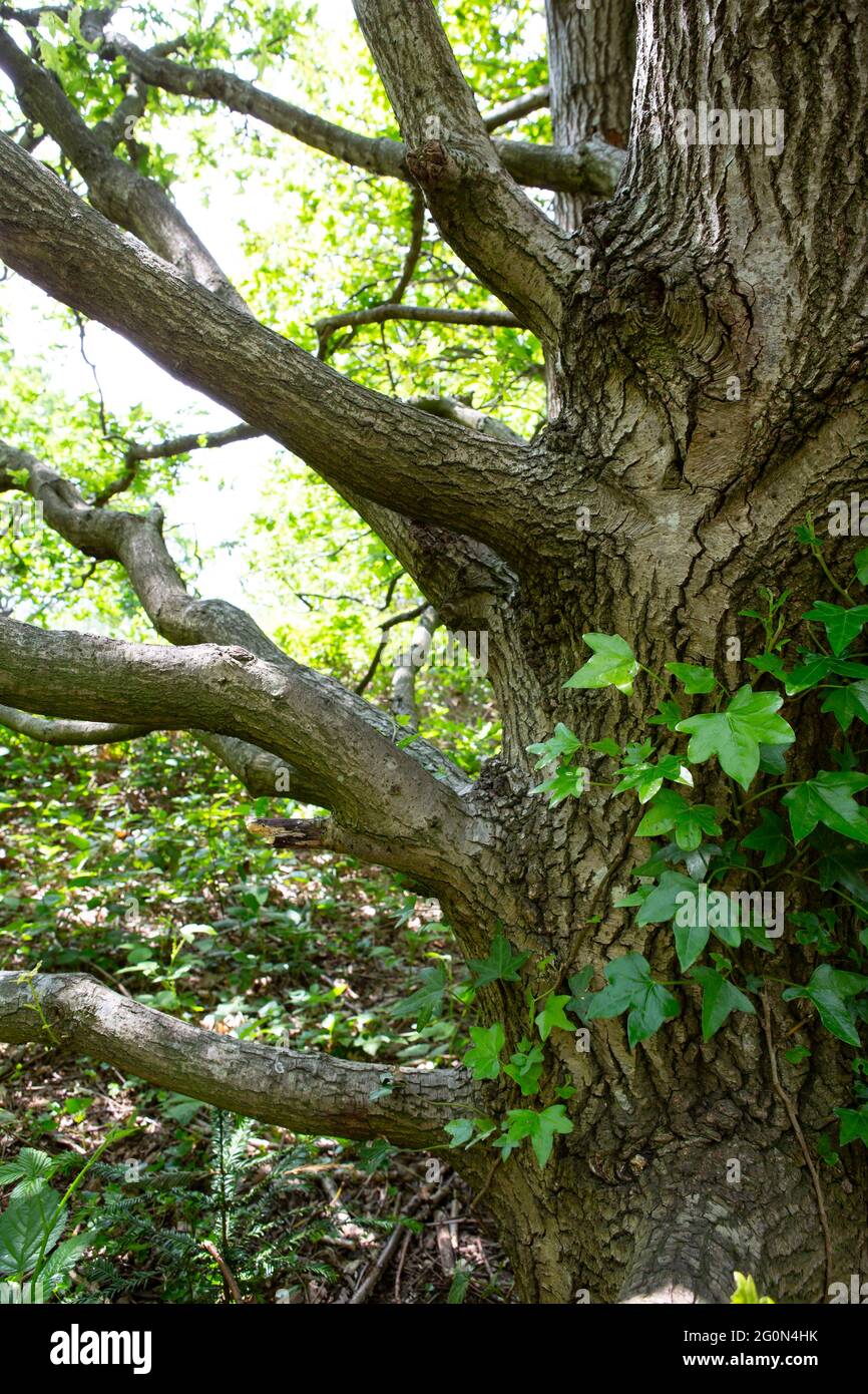 Abstracted view of a tree with ivy climbing on the trunk Stock Photo ...