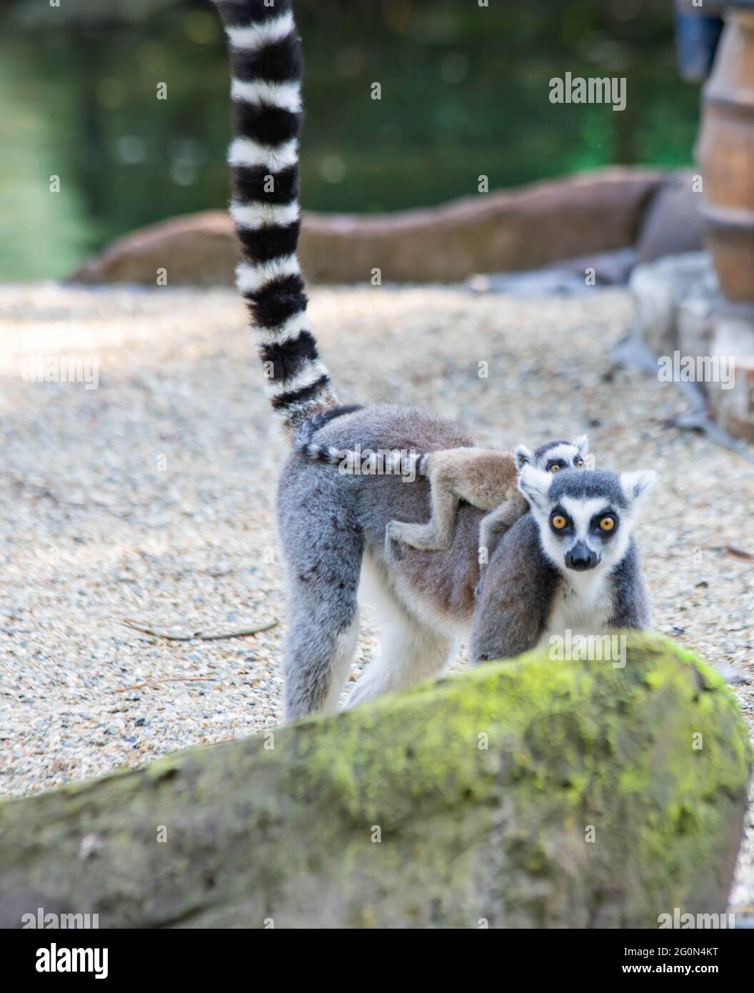 Gray and white lemur hi-res stock photography and images - Alamy