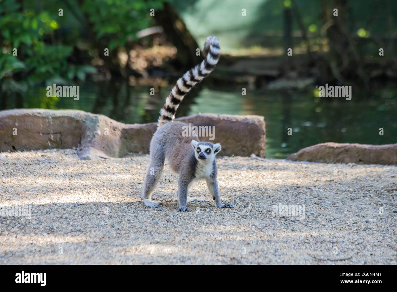 Grey lemur hi-res stock photography and images - Alamy