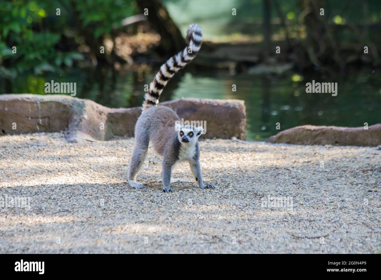 gray lemur close-up near the lake Stock Photo - Alamy
