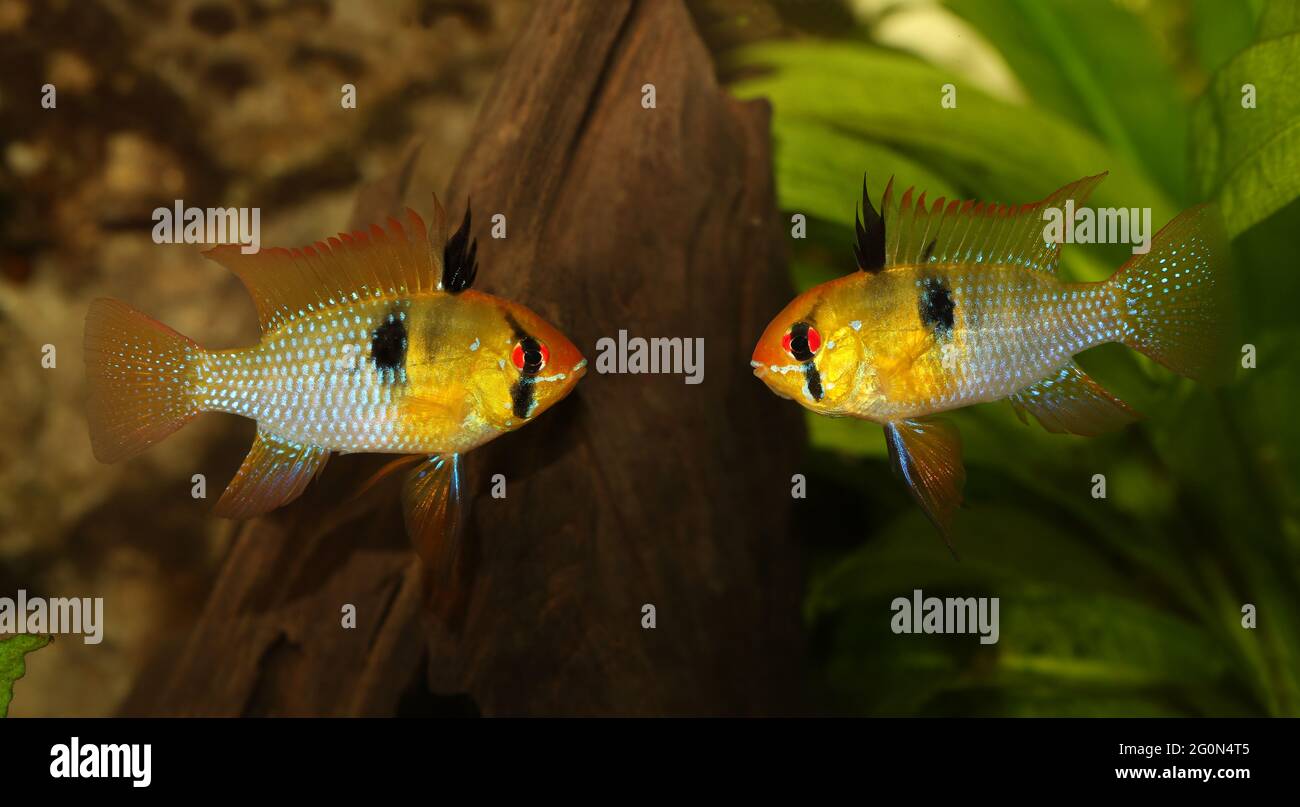 German Ram cichlid Mikrogeophagus ramirezi aquarium fish butterfly ...