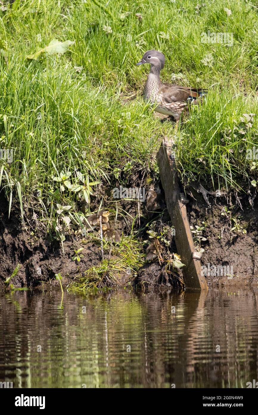 Uk wildlife: Female mandarin duck with chick clambering out of the ...
