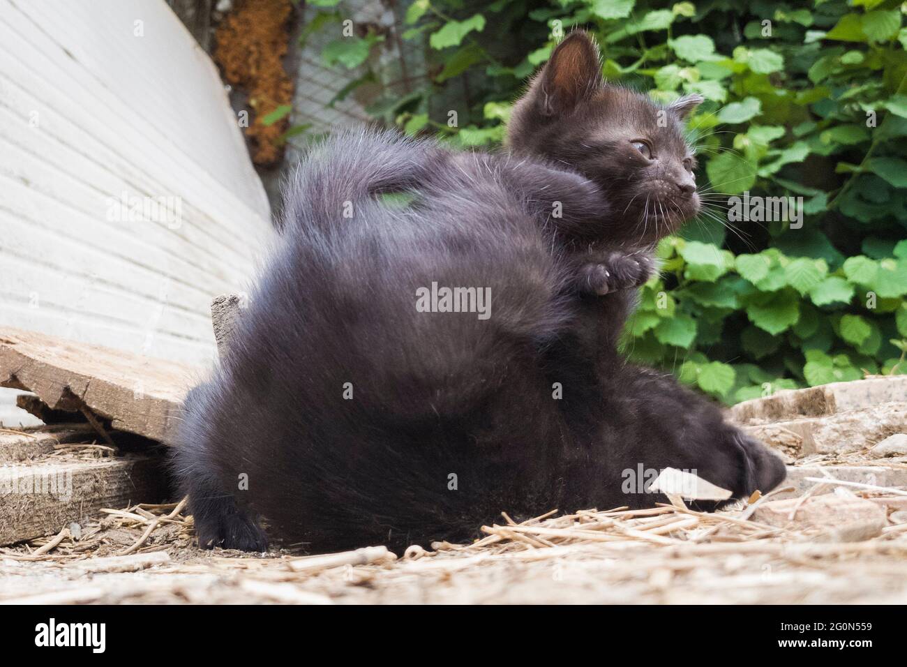 Two black kittens hi-res stock photography and images - Alamy