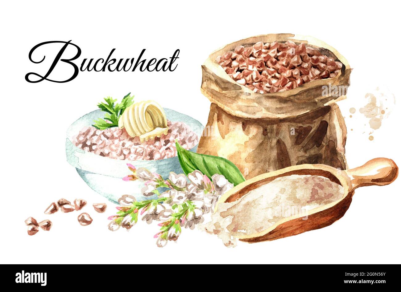 Buckwheat card. Hand drawn watercolor illustration isolated on white ...