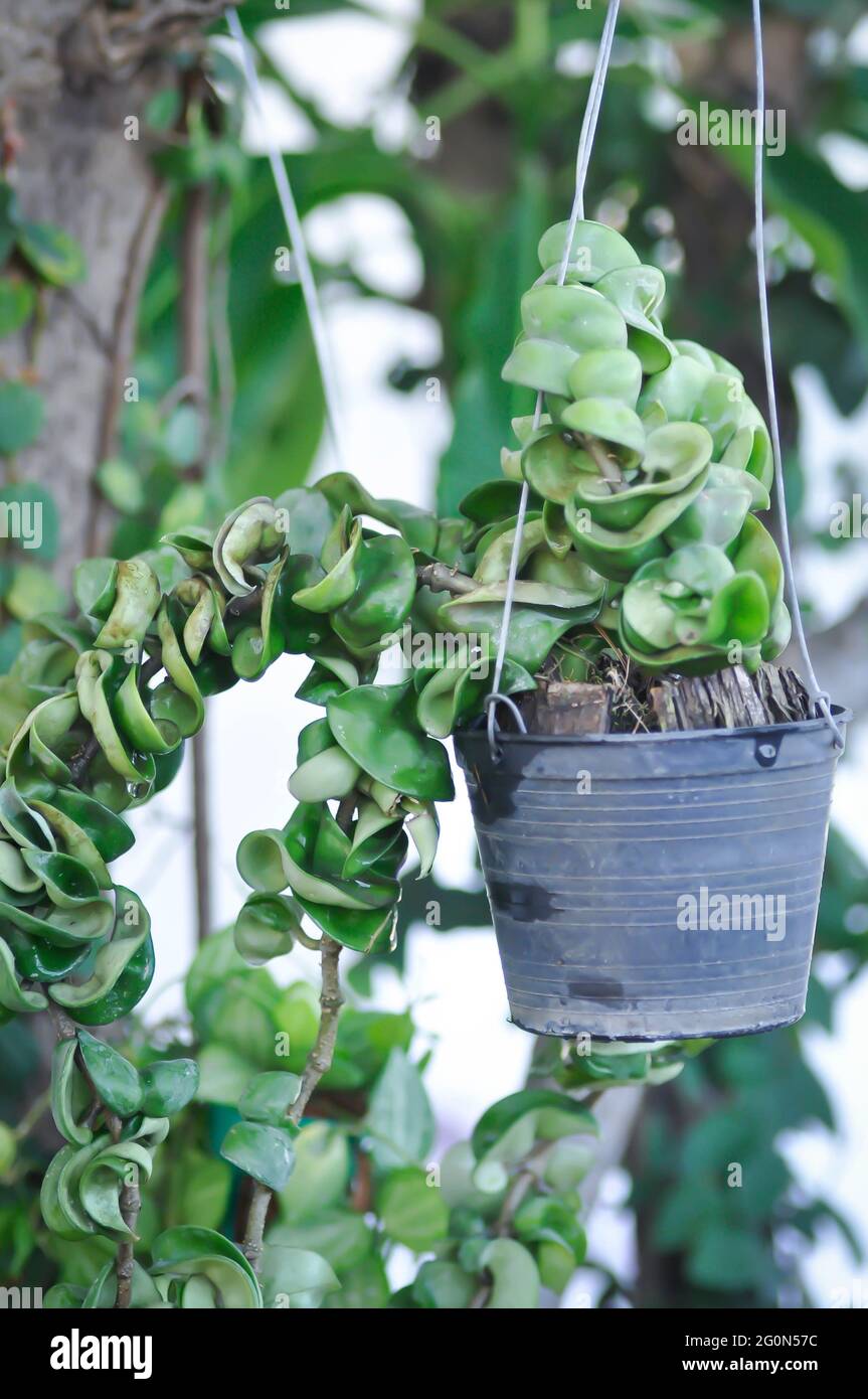 Hoya carnosa compacta,Hoya Compacta or hoya Stock Photo - Alamy