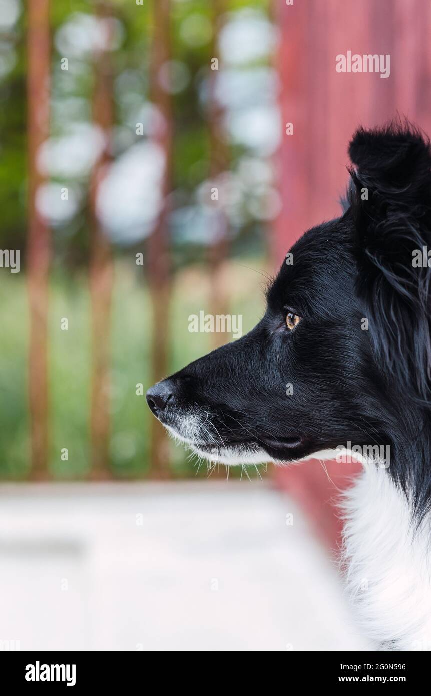 Portrait of a border collie dog in profile with a barred background ...