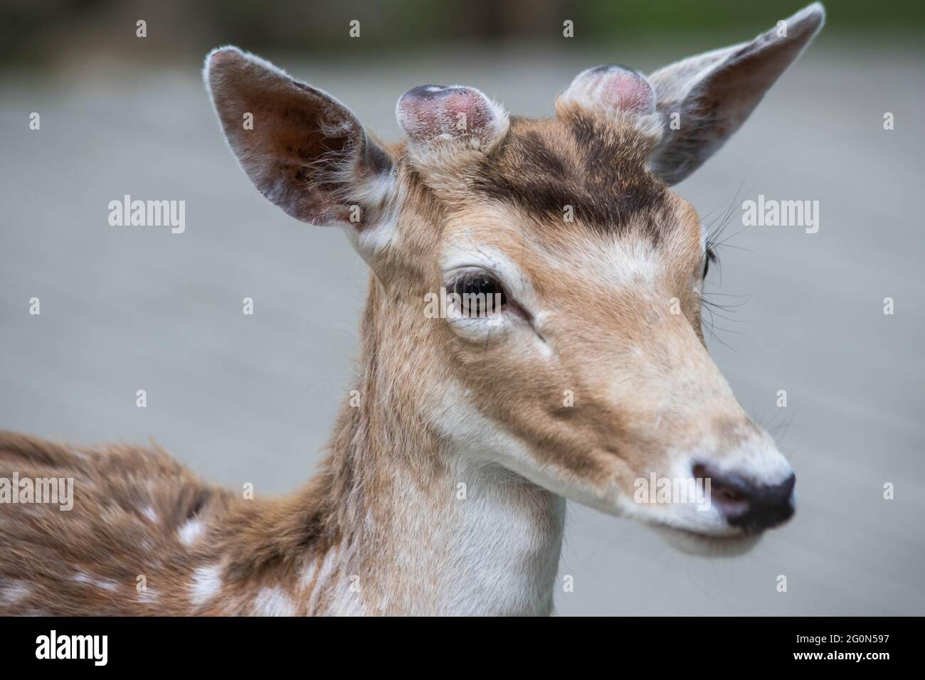 Little forest animals hi-res stock photography and images - Alamy
