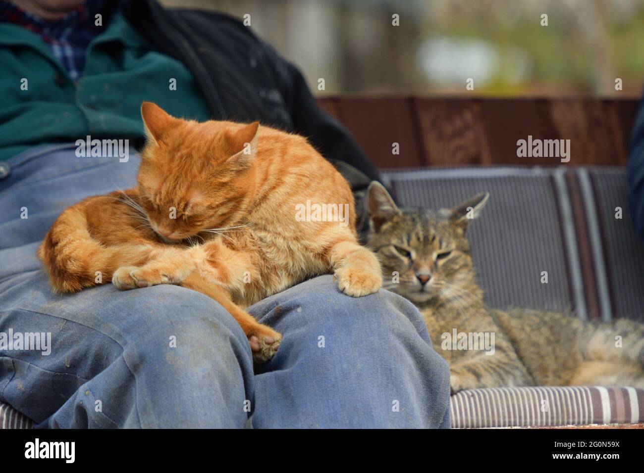 A loving relationship between humans and their domestic cats and their ...