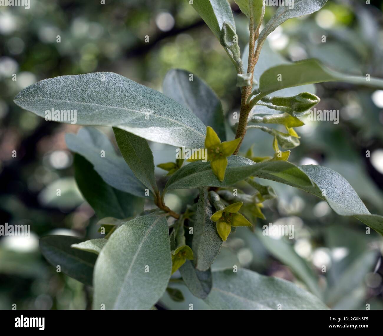 Willow and wolf hi-res stock photography and images - Alamy