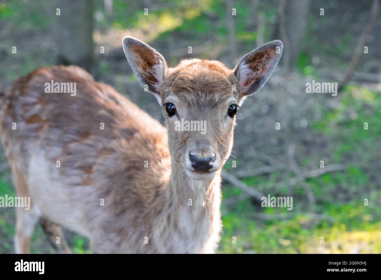 Little forest animals hi-res stock photography and images - Alamy