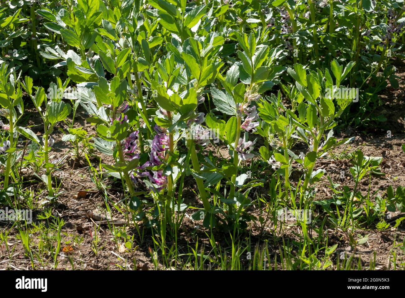 Fava bean leaf High Resolution Stock Photography and Images - Alamy