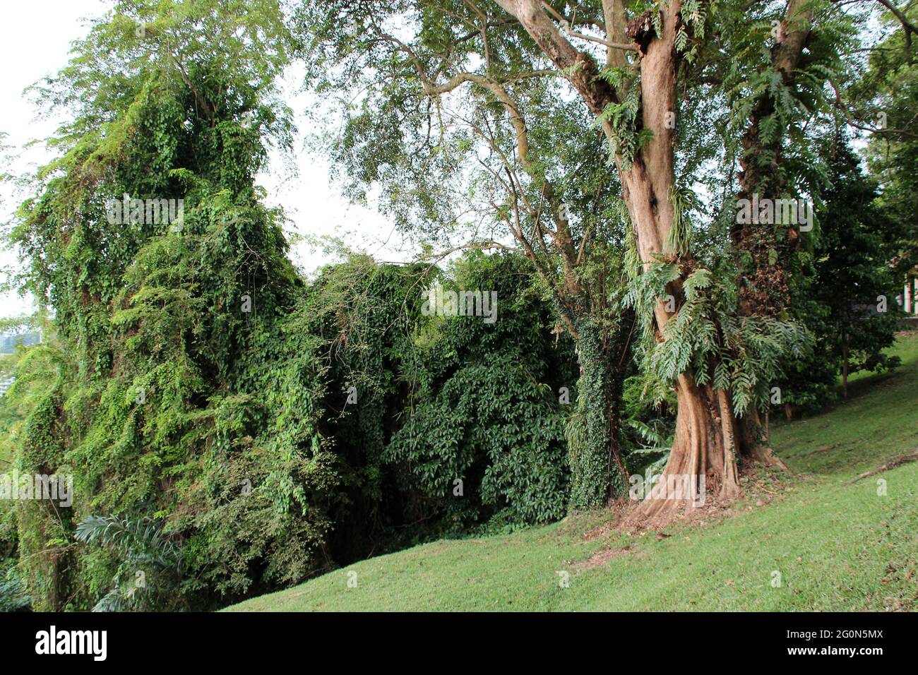 mount faber park in singapore Stock Photo - Alamy