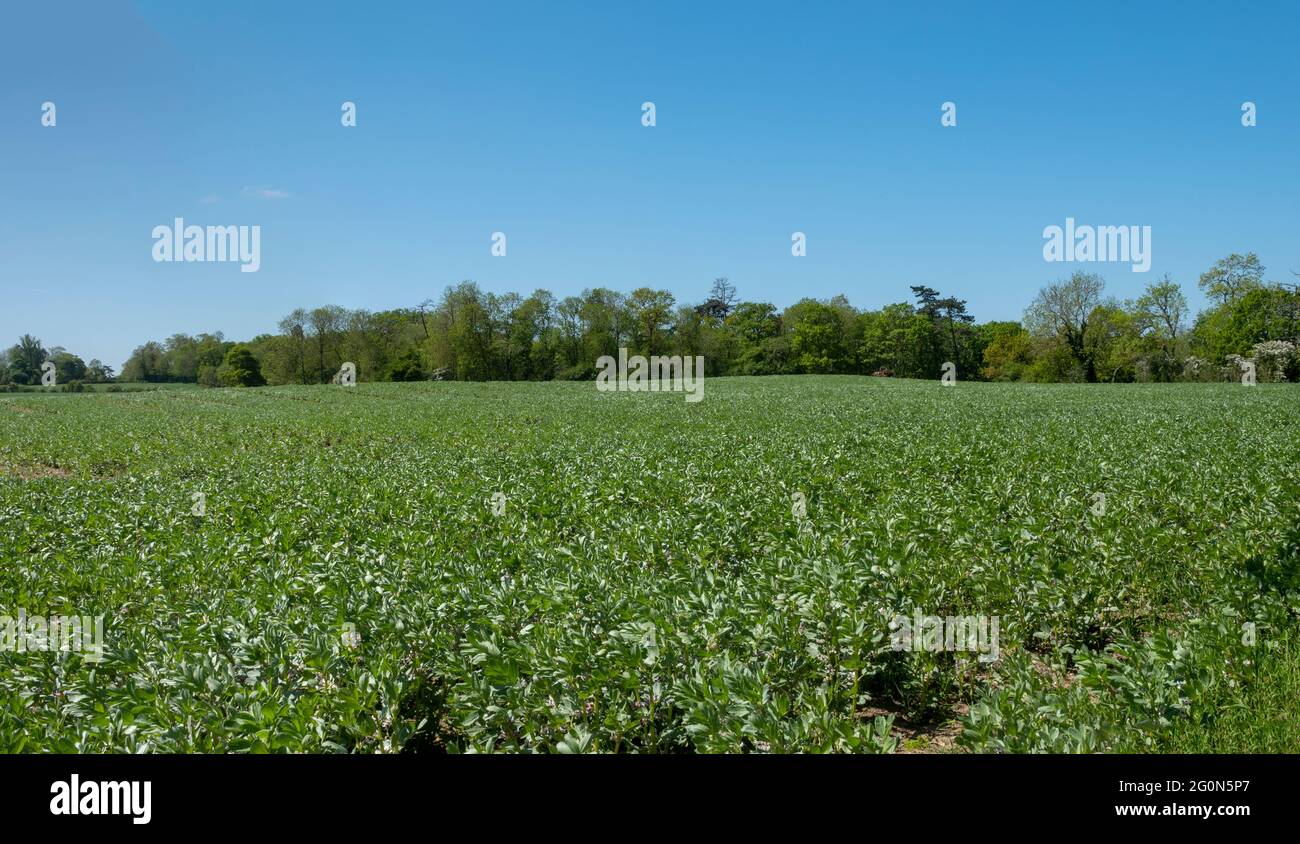 Tick beans hi-res stock photography and images - Alamy