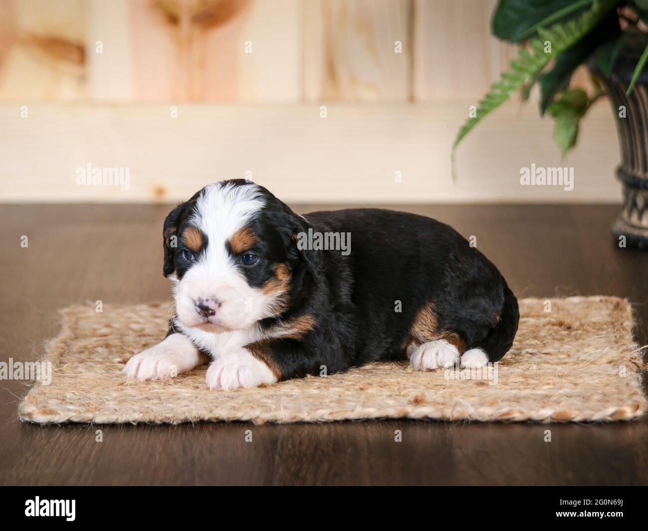 Can 3 Week Old Puppies See
