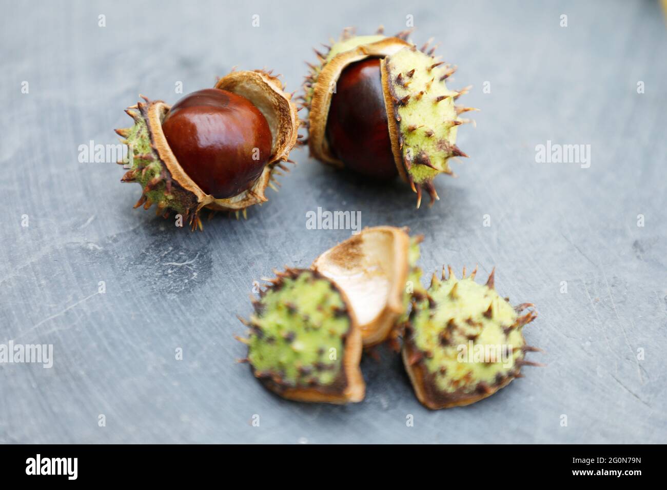Chestnuts in the shell on a stone plate Stock Photo - Alamy