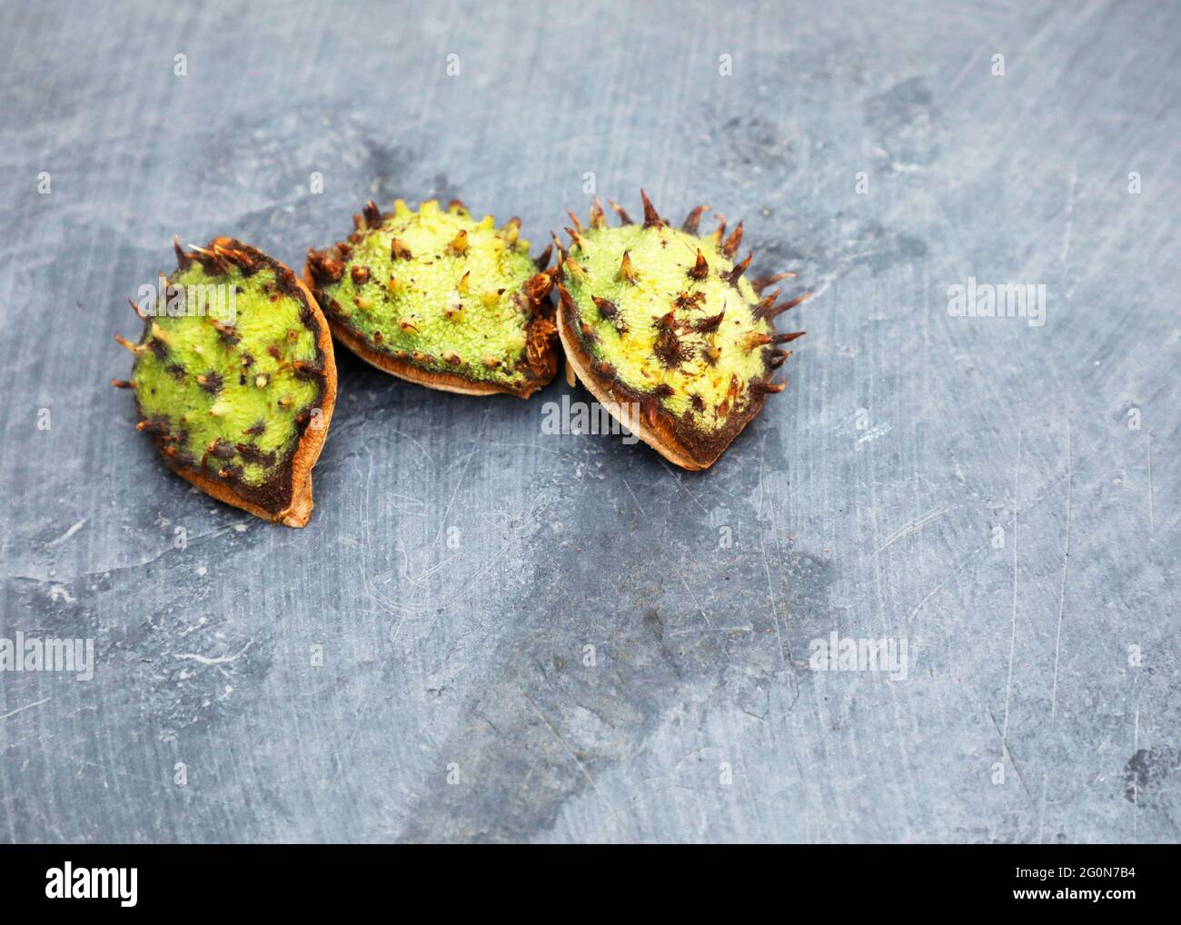 Chestnuts in the shell on a stone plate Stock Photo - Alamy
