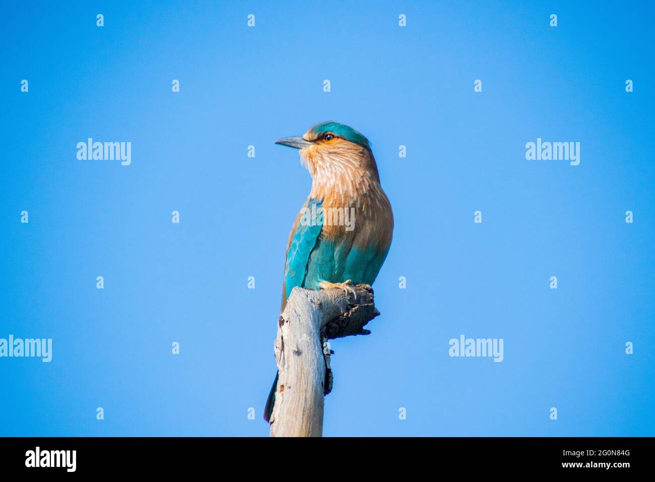 Indian roller flying hi-res stock photography and images - Alamy
