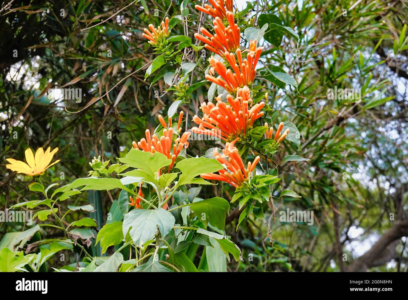 Beautiful orange Pyrostegia venusta or orange trumpetvine plant in the ...
