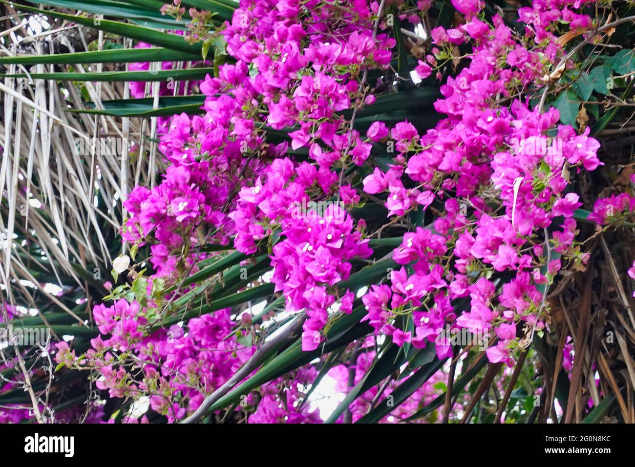 Beautiful pink thorny flowers in the garden on a sunny day Stock Photo ...