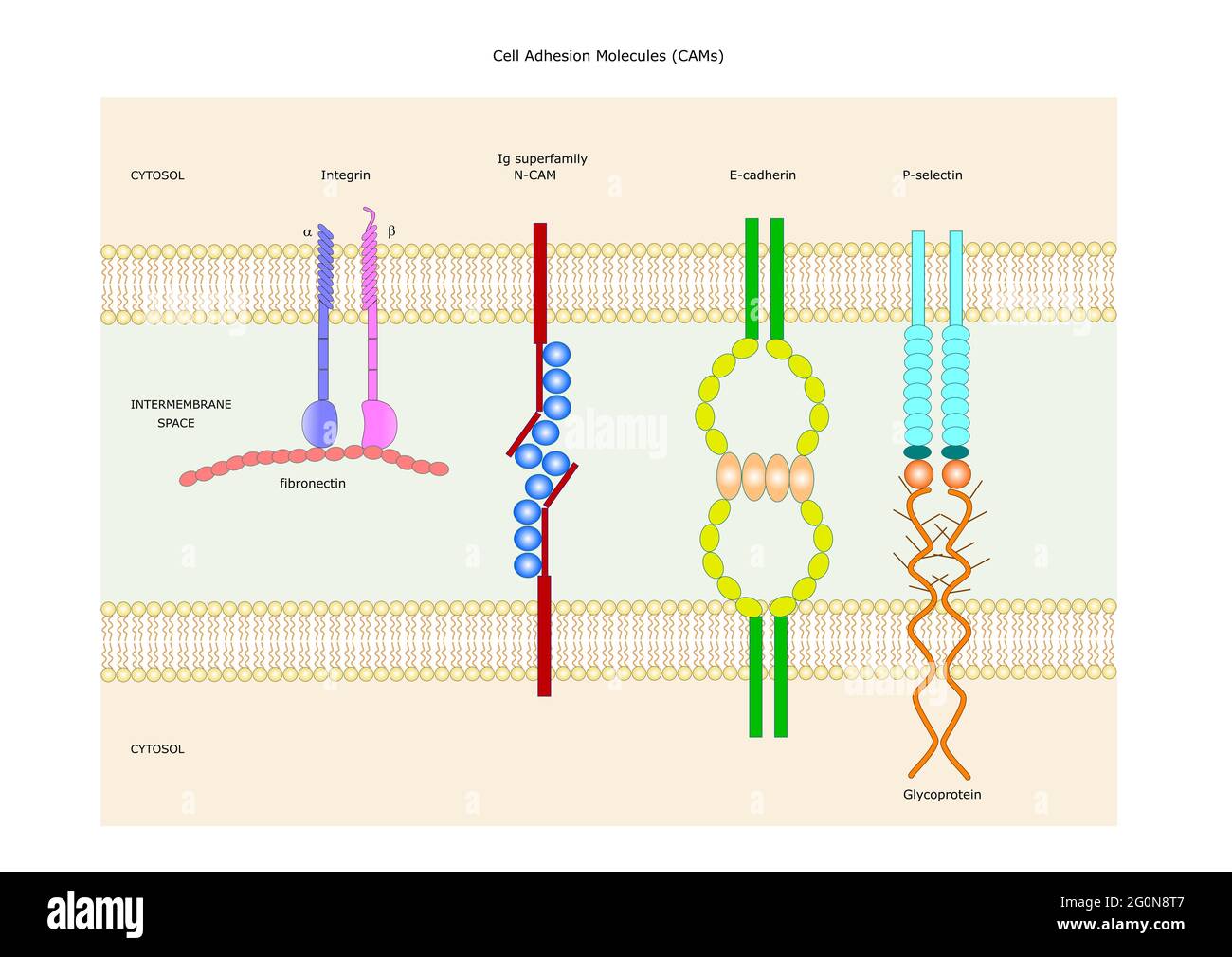 Extracellular matrix hi-res stock photography and images - Alamy