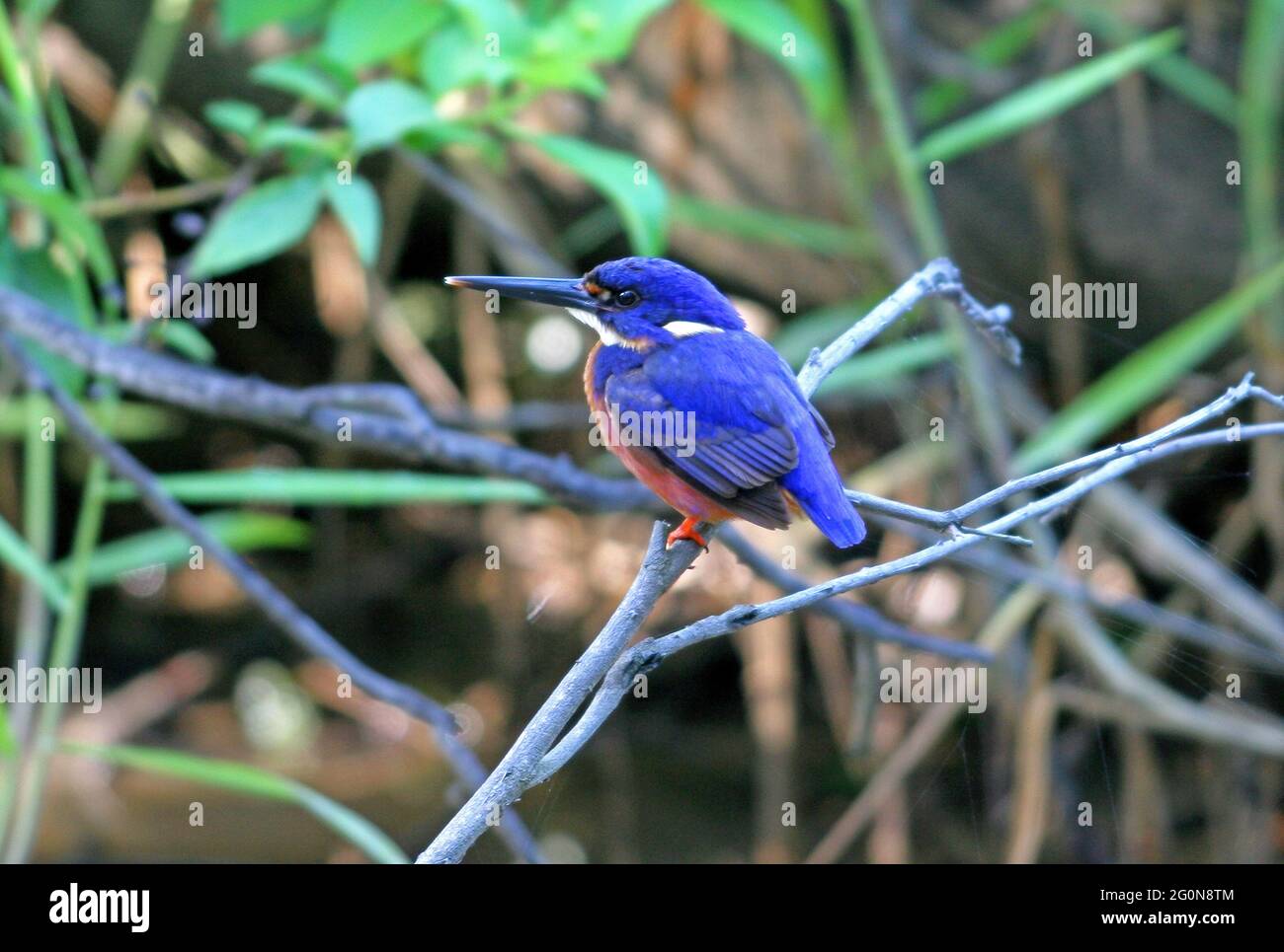Azure Kingfisher (Ceyx azureus azureus) perched on dead branch south ...