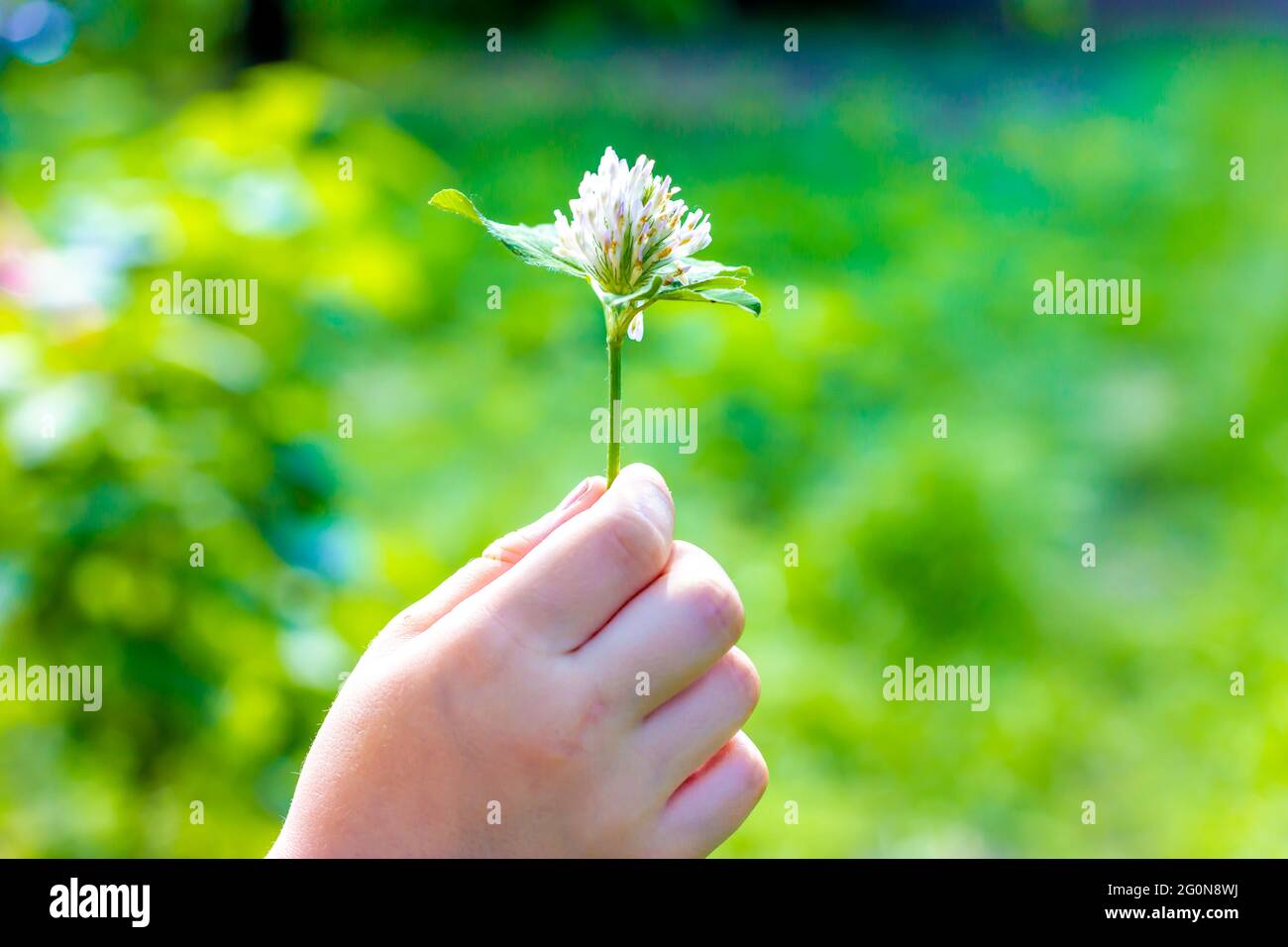 Wild flower in a child's hand. Clover in the hand of a child. Giving a ...