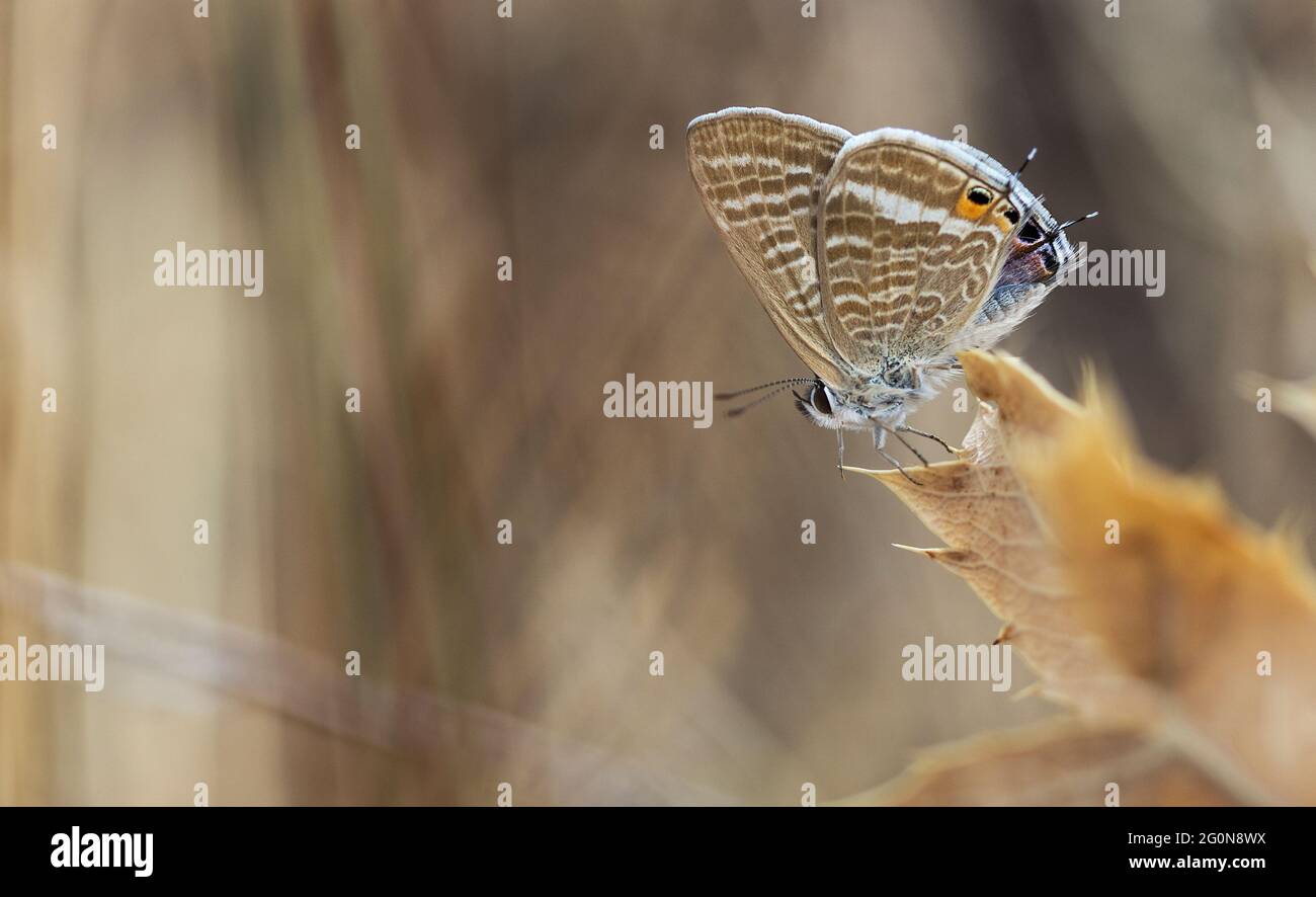 Long-tailed blue or pea blue (Lampides boeticus Stock Photo - Alamy