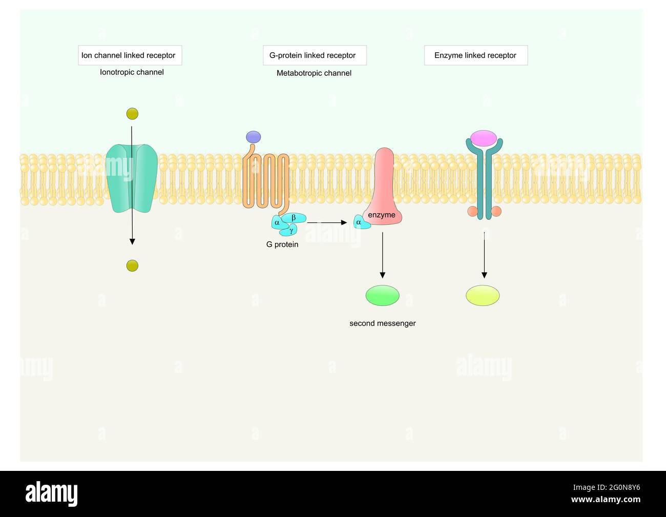 Trans Membrane High Resolution Stock Photography and Images - Alamy