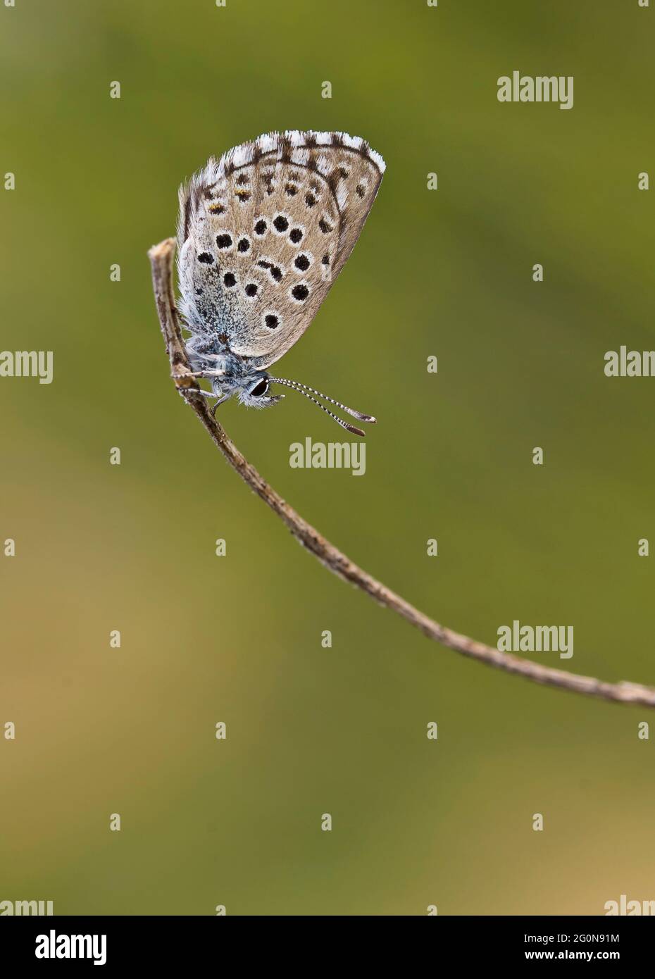 Panoptes hi-res stock photography and images - Alamy