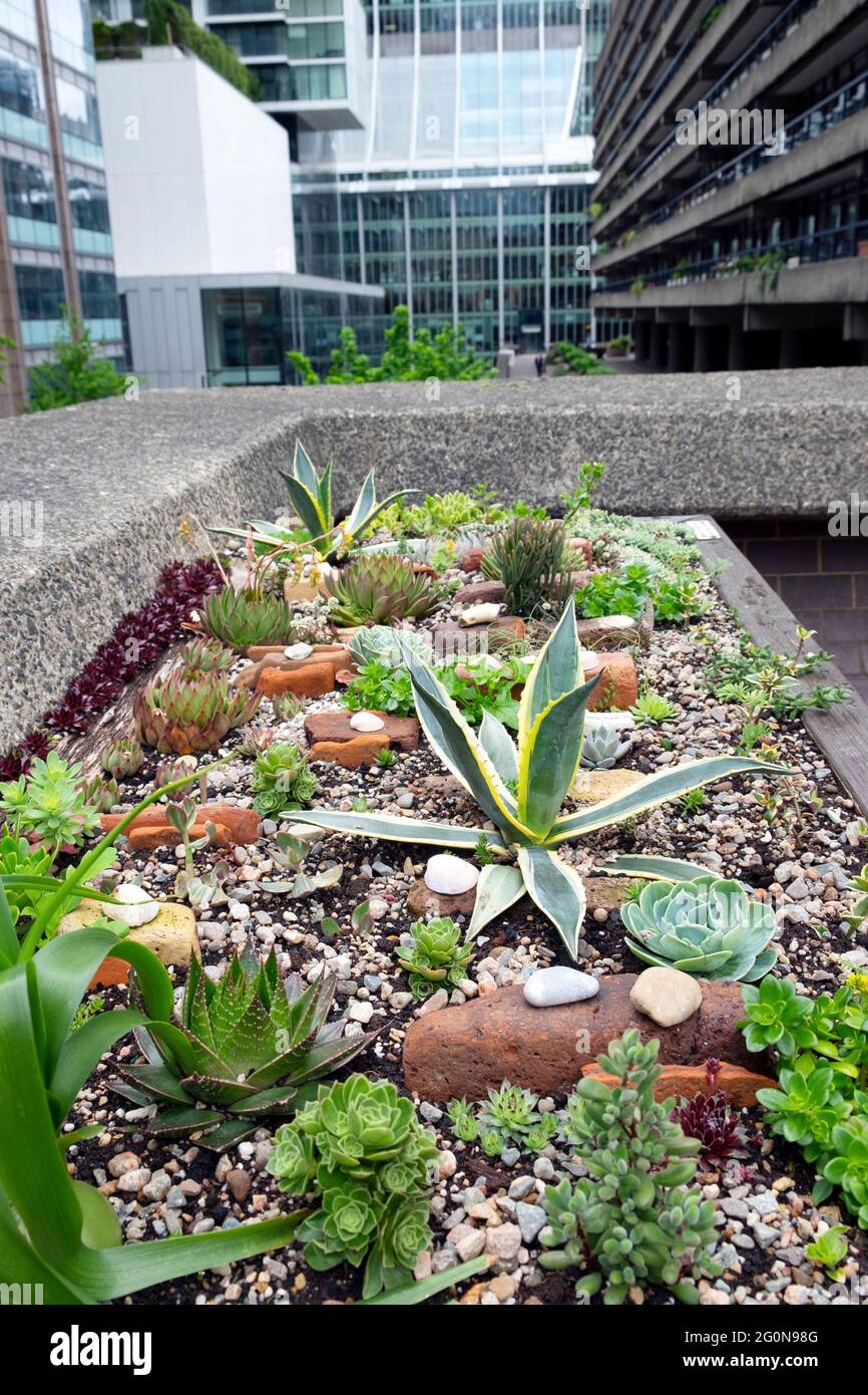 Succulents succulent and Agave plants growing in an urban garden raised ...