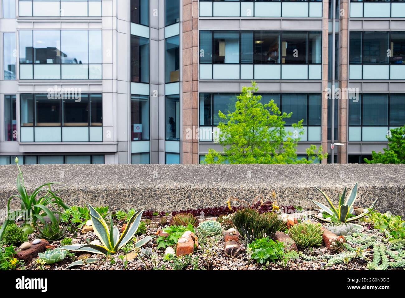 Succulents succulent plants growing in an urban garden on the Barbican ...