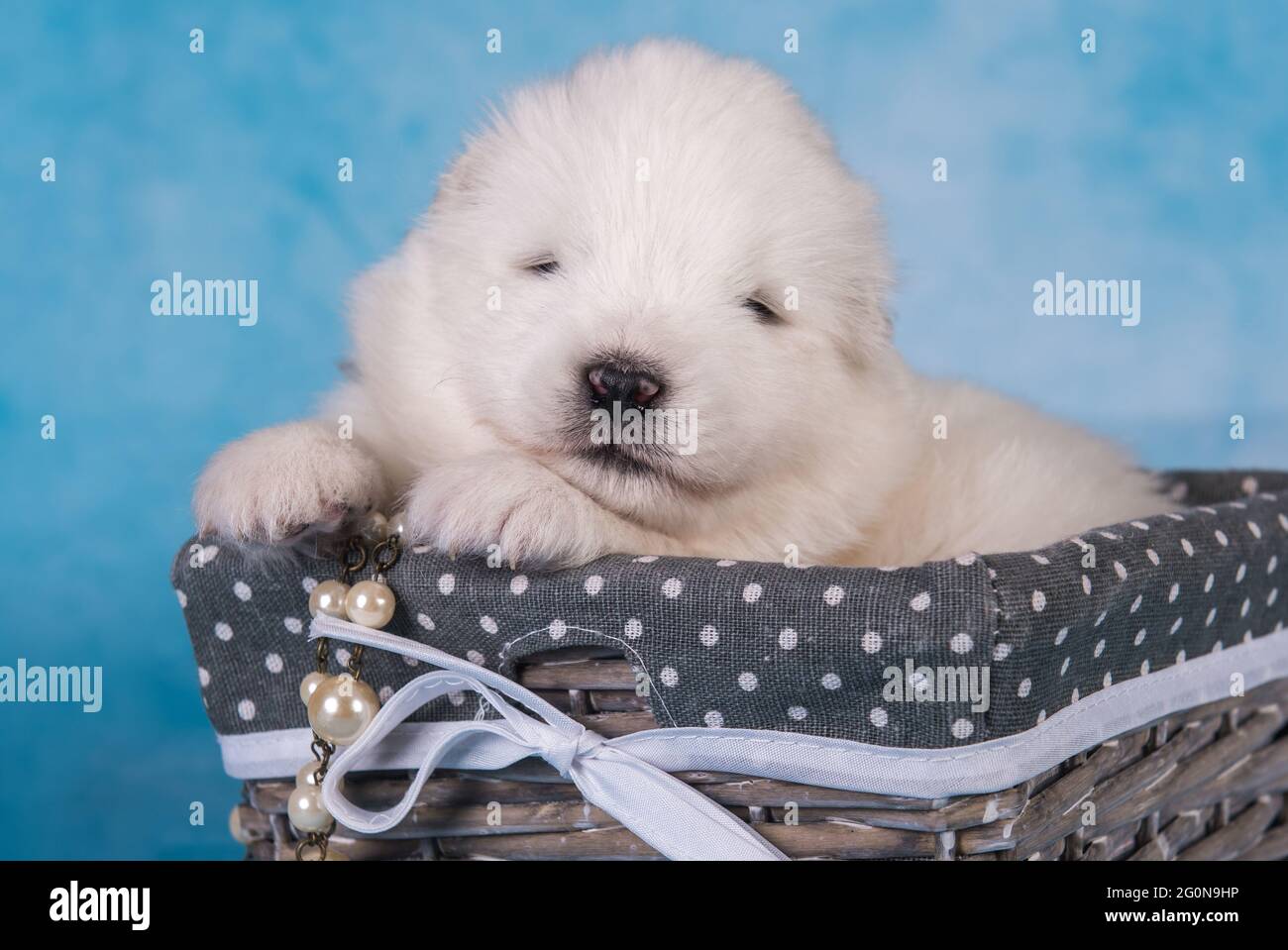 White fluffy small Samoyed puppy dog in a gift box Stock Photo - Alamy