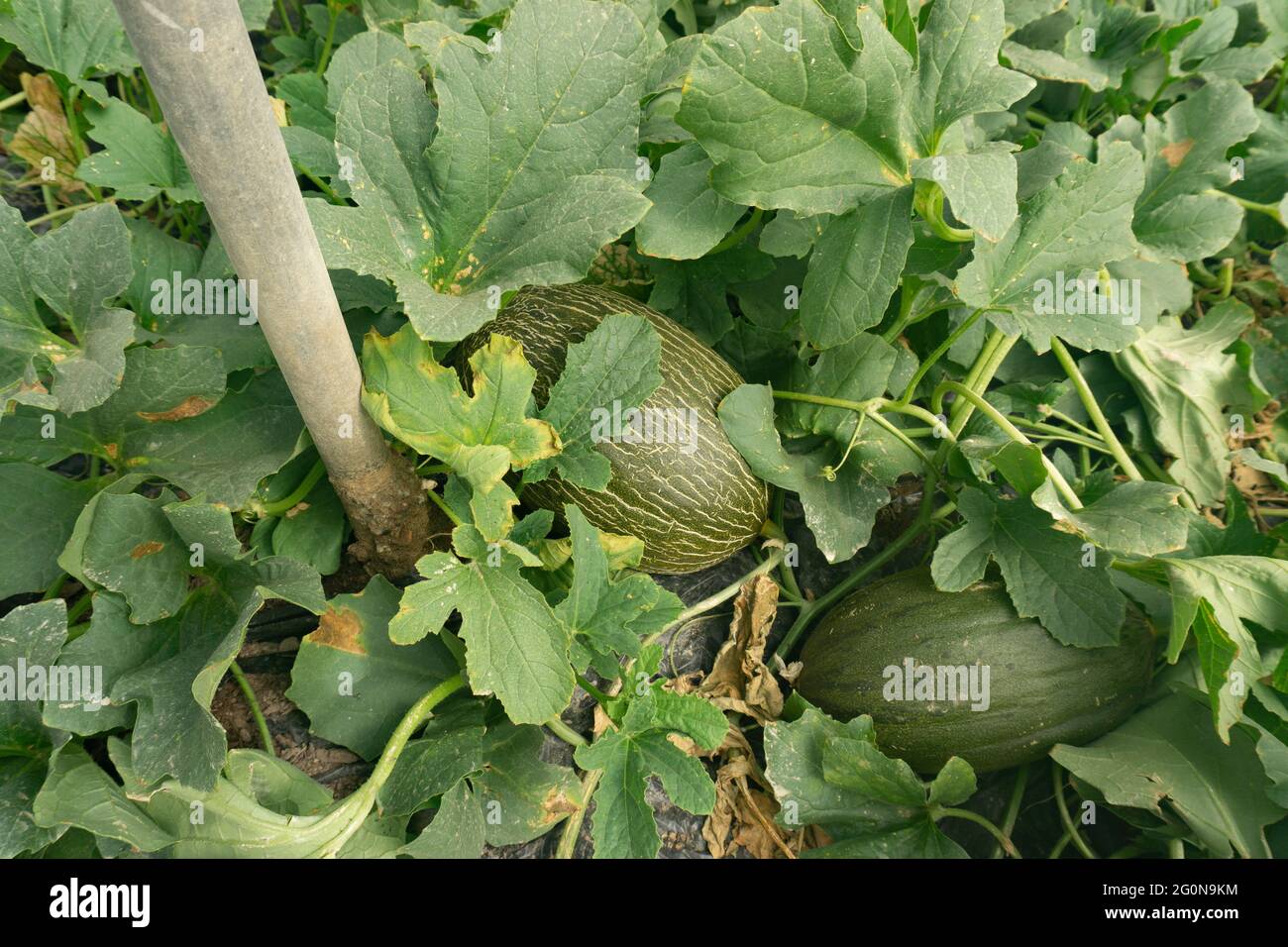 Melon toad skin hi-res stock photography and images - Alamy